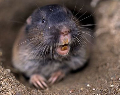 GopherGoo – Home of Gopher Goo